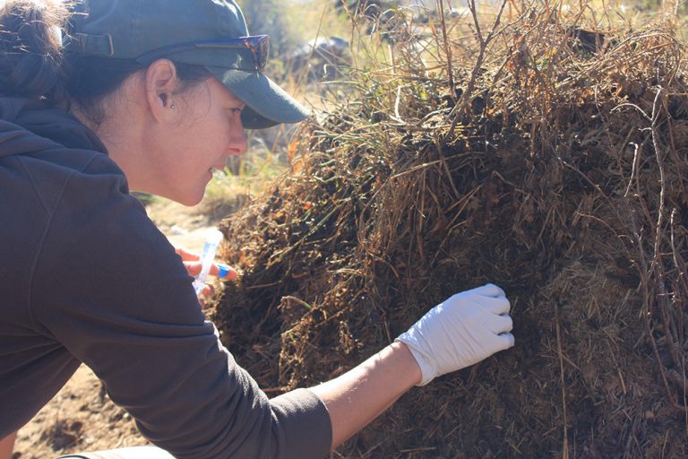 Hippos’ Constant Defecating Turns African Pools into Communal Guts - News