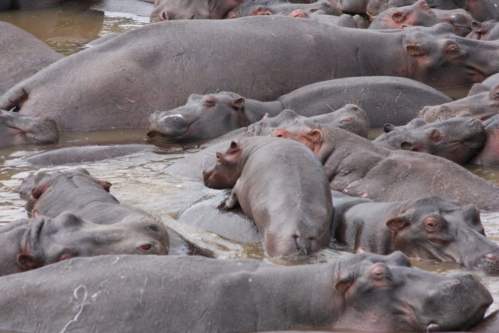 Hippos’ Constant Defecating Turns African Pools into Communal Guts - News