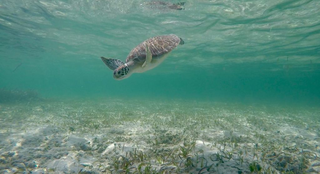 Honoring Archie Carr’s Legacy - News